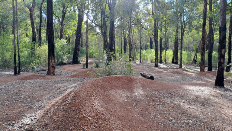 Currawong Pump Track - Collie River Valley