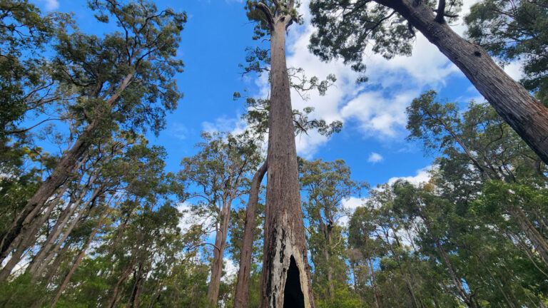 King Jarrah Tree - Collie River Valley
